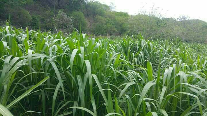 semilla de pasto cuba 22 | Agromundo semilla de pasto cuba 22 | Agromundo