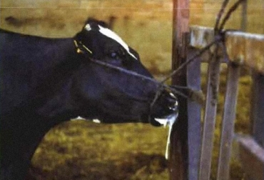 La Cetosis. Enfermedad del ganado bovino - Notiagro