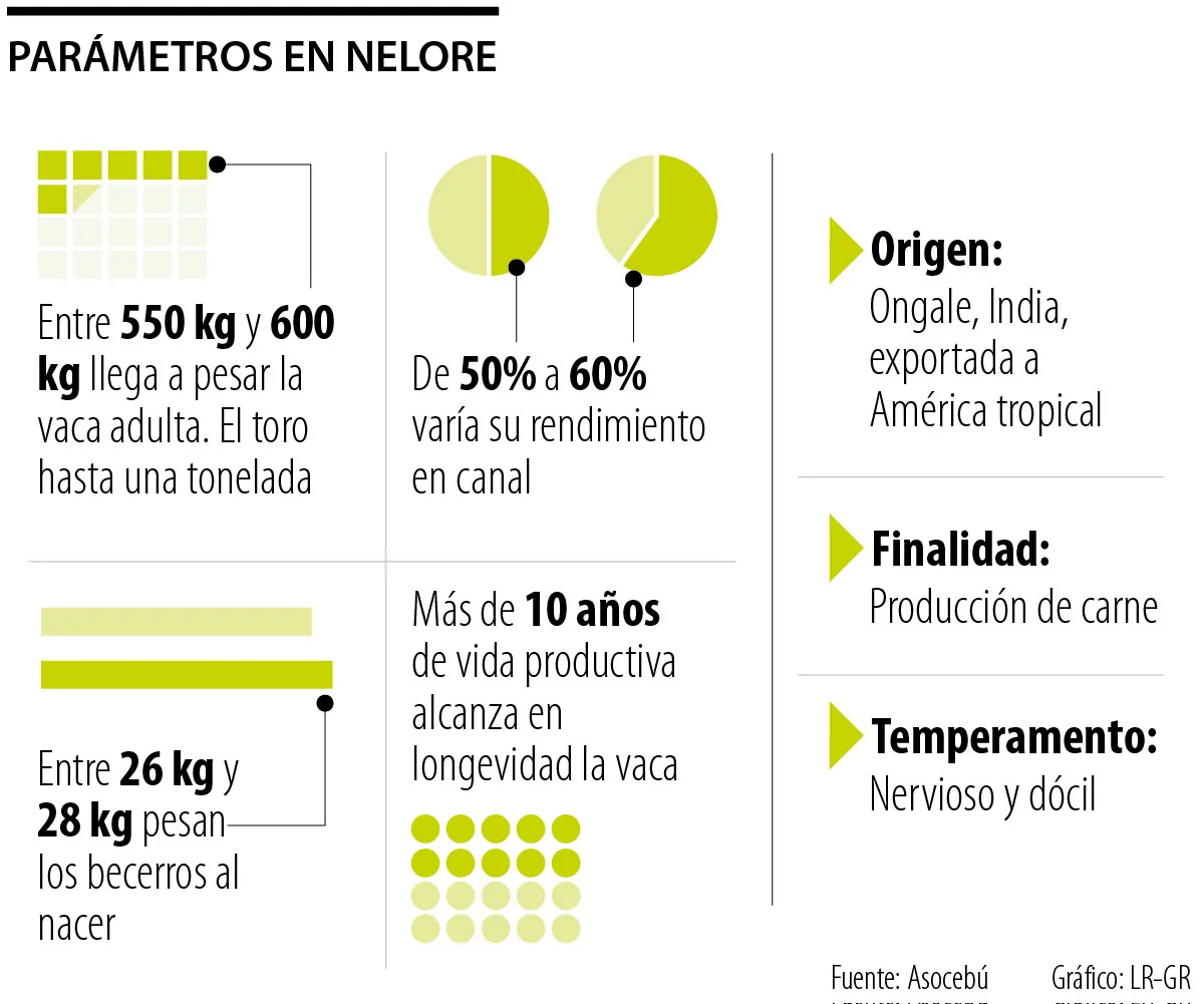 Raza Nelore para producción de carne. Hacienda San José - Notiagro