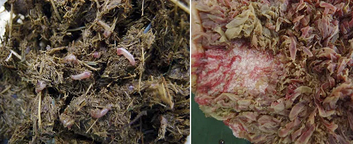 Paramphistomiasis. Enfermedad parasitaria bovina - Notiagro