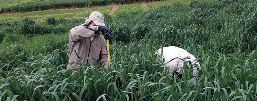 Pasto brasilero. Opción para el trópico alto - Notiagro