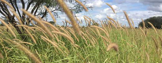 Buffel. Un pasto ideal para la alimentación bovina - Notiagro