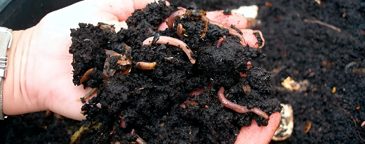 Lombrices. Cómo criarlas para mejorar el suelo - Notiagro