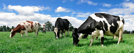 Vacas lecheras. Su alimentación - Notiagro