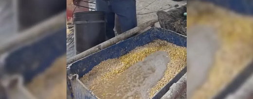 Maíz quebrado en la alimentación de bovinos - Notiagro