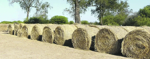 Pacas de heno Archives - Notiagro