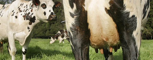 Vacas lecheras. Consejos de crianza - Notiagro