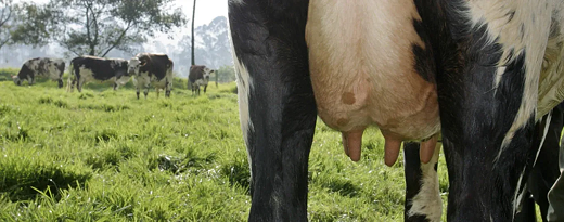 Cánulas para el ordeño de vacas con mastitis - Notiagro