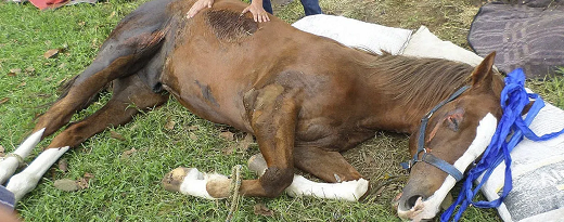 Anemia infecciosa equina. Signos y como tratarla - Notiagro