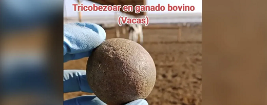 Obstrucción intestinal bovina Archives - Notiagro