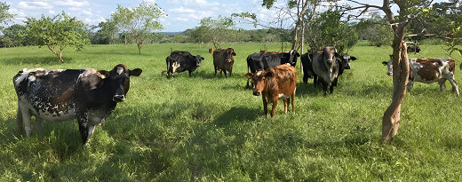 Pasturas para ganado. Cómo extender su vida útil - Notiagro