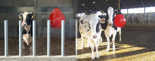 Vacas lecheras. Técnicas modernas para estimularlas - Notiagro