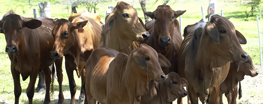 Raza red sindhi. Cada vez más popular para los productores - Notiagro
