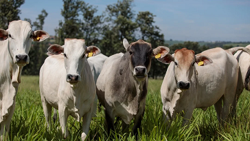 Pasto brasilero. Opción para alimentar ganado en la altura - Notiagro