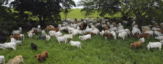 Sello Ambiental Colombiano Archives - Notiagro